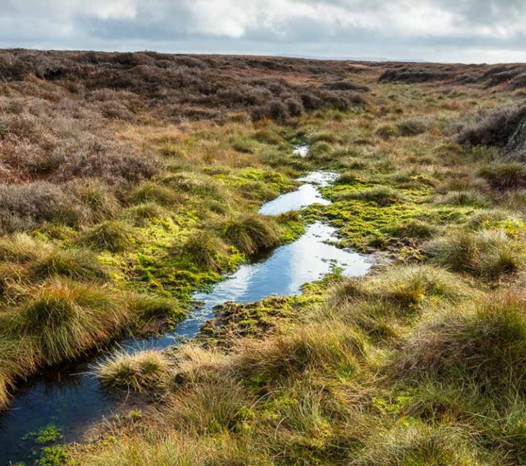 LIFE Moor Space: Bog restoration in South Yorkshire - Care for the wild